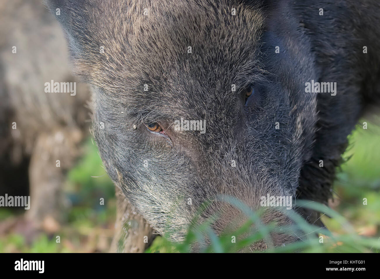 wild boar, Sus scrofa, captive, close up portrait grazing in a birch ...