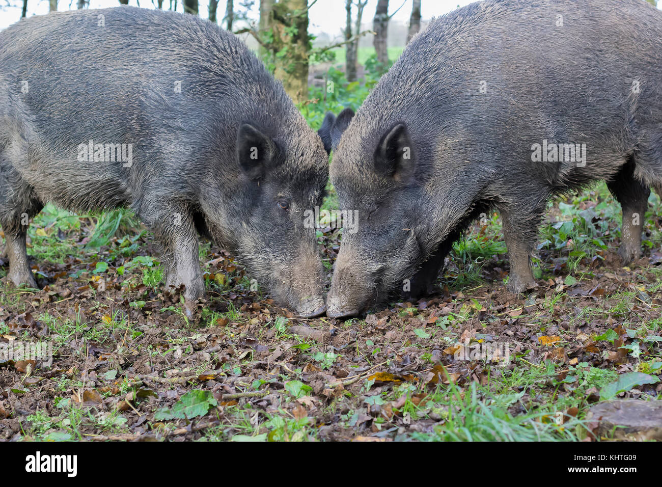 wild boar, Sus scrofa, captive, close up portrait grazing in a birch ...