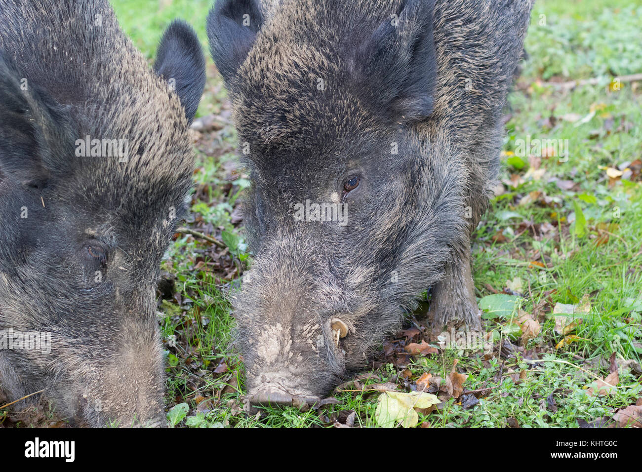 wild boar, Sus scrofa, captive, close up portrait grazing in a birch ...