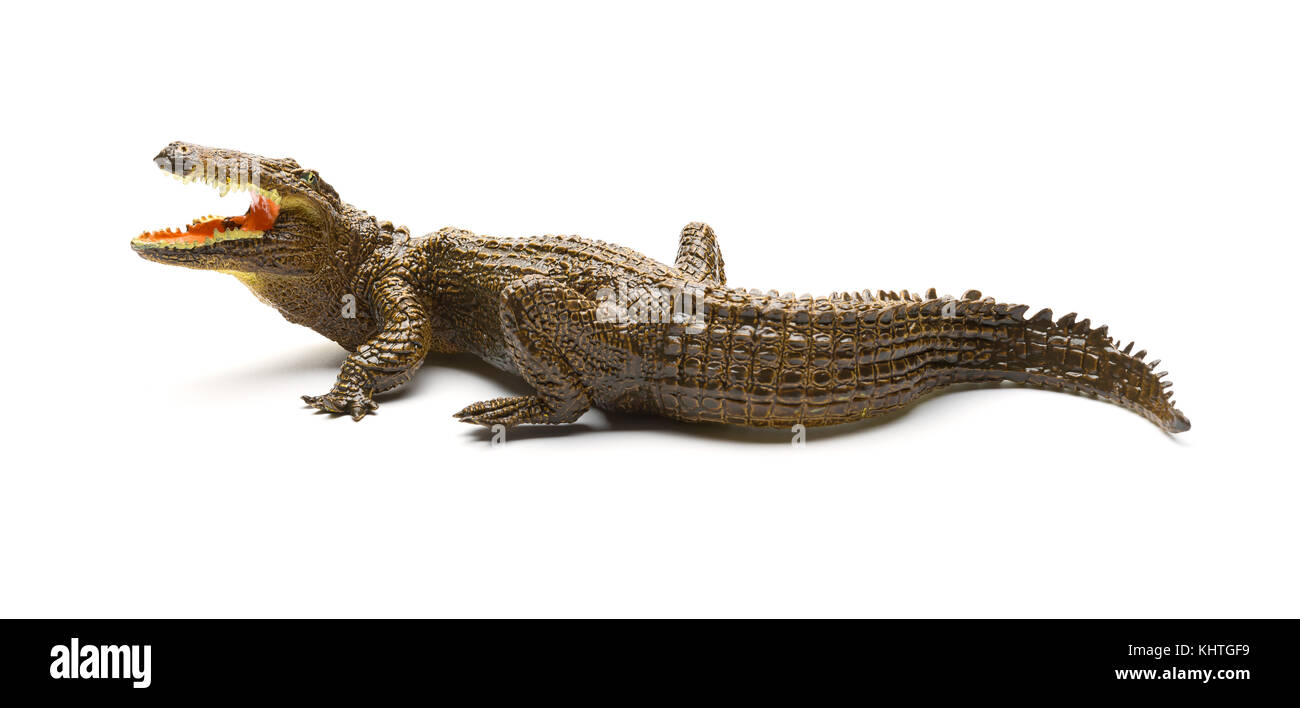 Alligator Side View