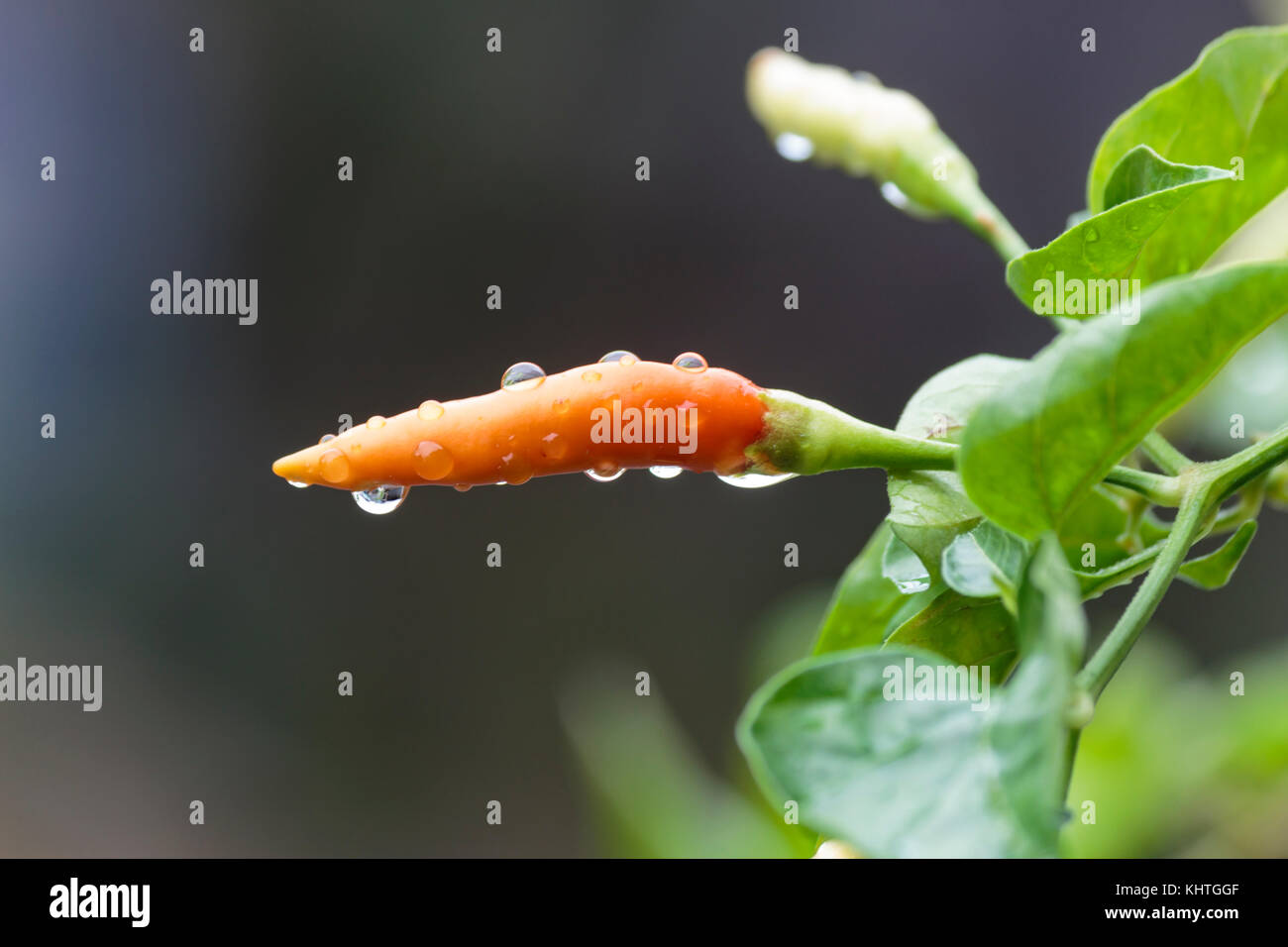 Fresh chili after getting rain water Stock Photo - Alamy