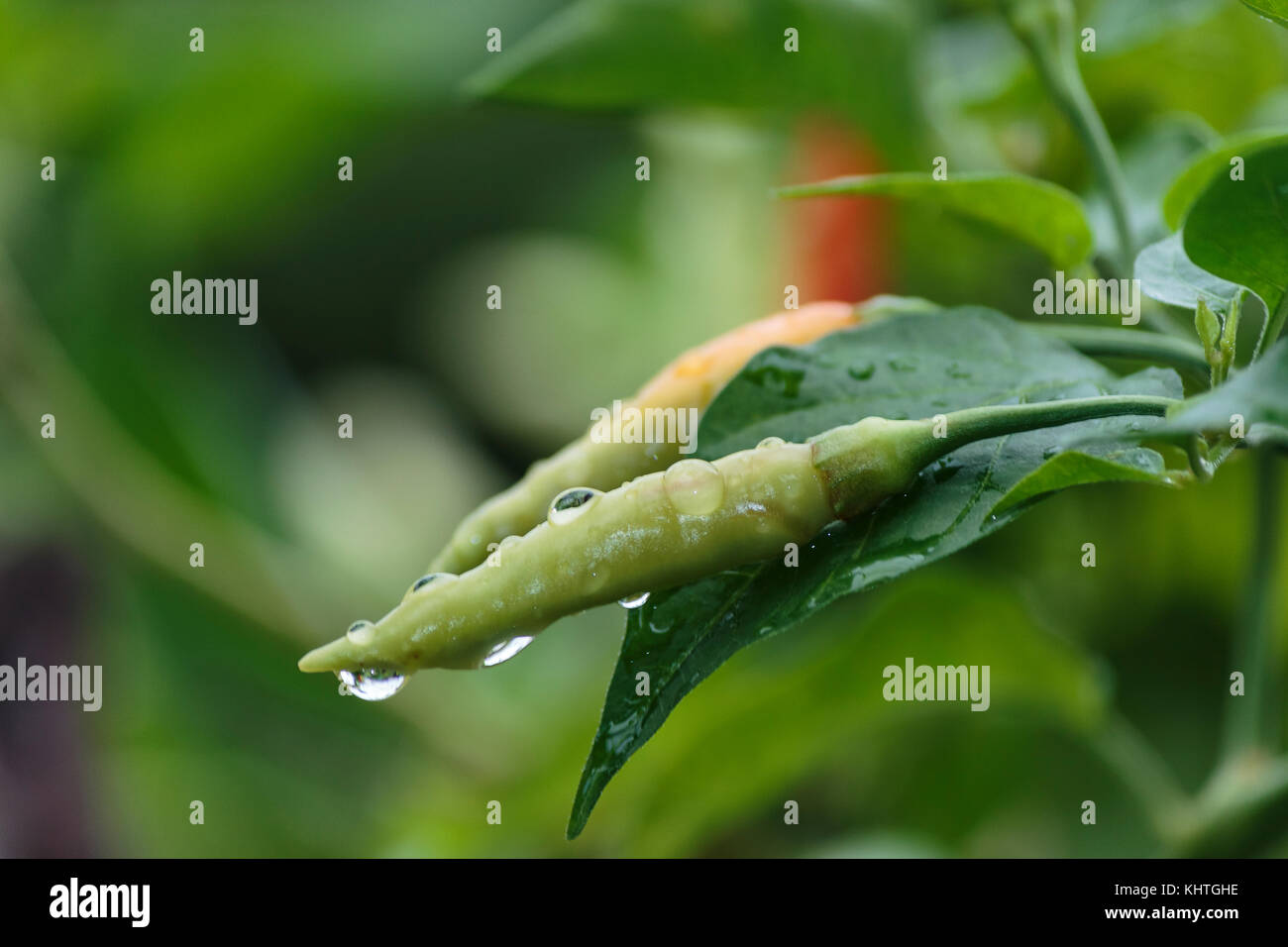 Fresh chili after getting rain water Stock Photo - Alamy