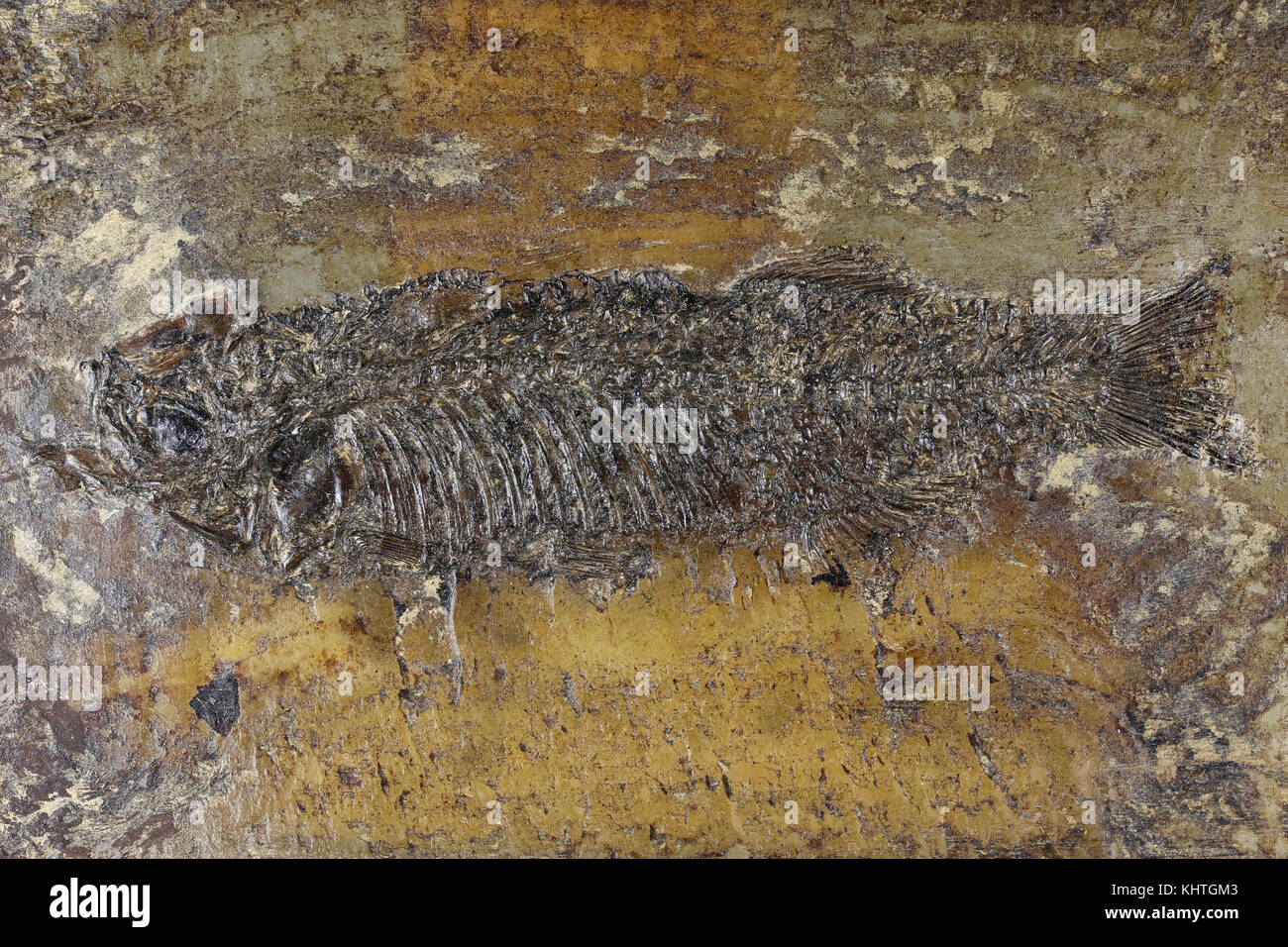 The messel pit hi-res stock photography and images - Alamy
