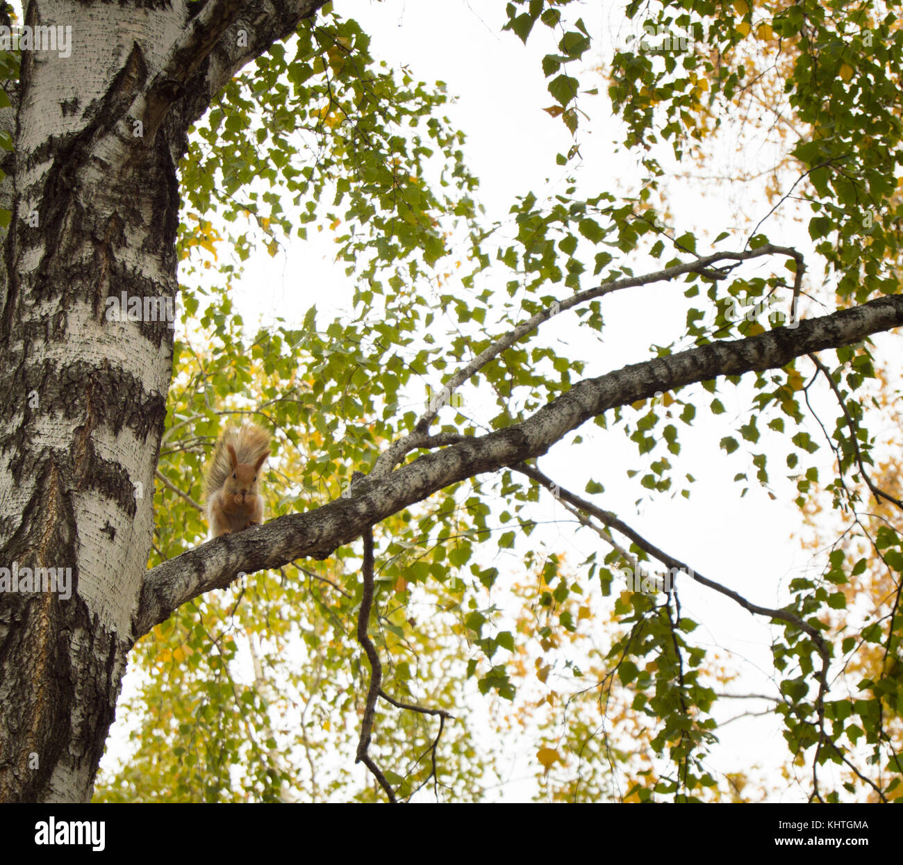 Cute squirrel sitting on tree in autumn Park Stock Photo - Alamy