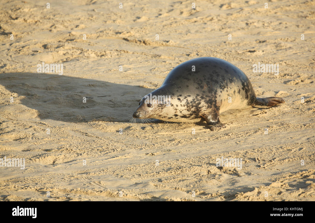 A Grey Seal (Halichoerus grypus) moving up the beach from the sea at ...