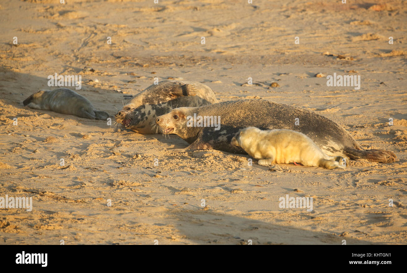 Grey Seal (Halichoerus grypus) mums and newly born pups lying on a ...