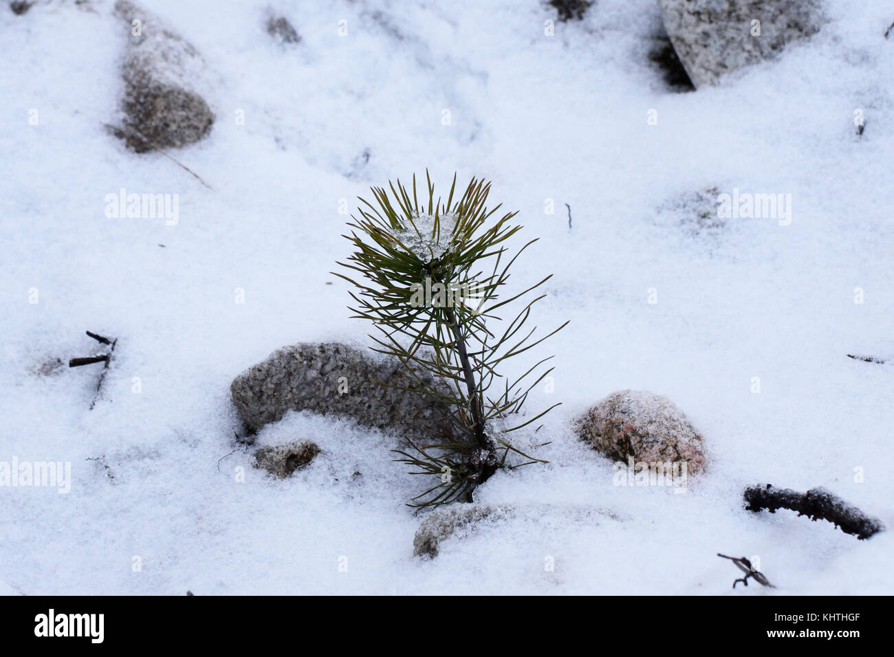 Pine tree seedling hi-res stock photography and images - Alamy