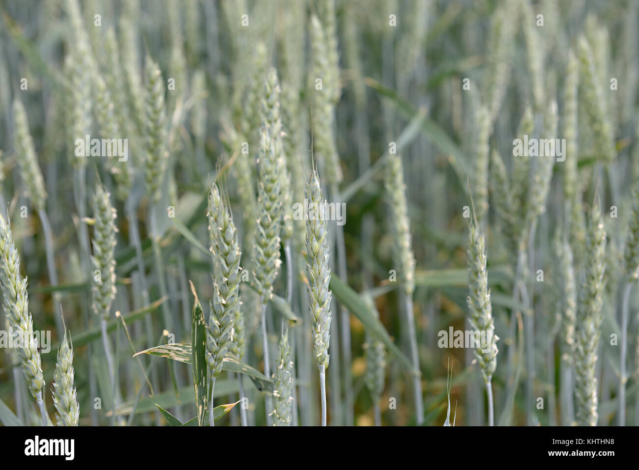 Fresh green wheat spikes hi-res stock photography and images - Alamy