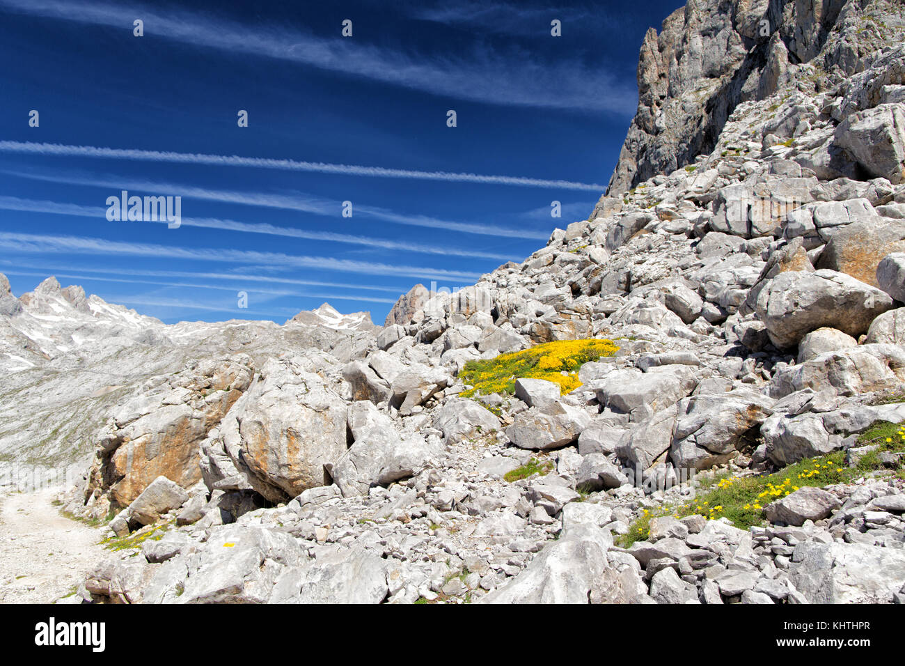Stone talus in mountains. Yellow flowers among gray stones against the ...