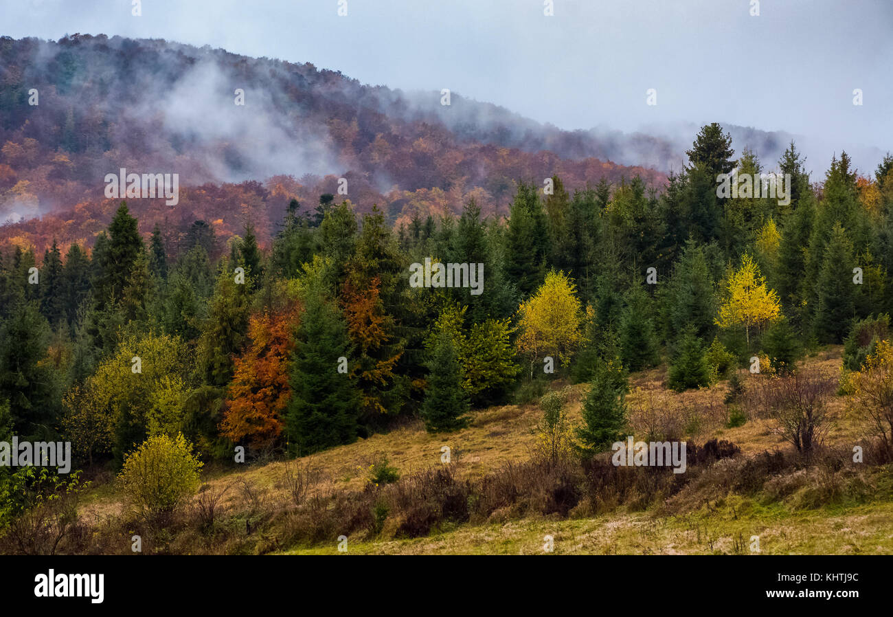 deep autumn in countryside on gloomy day. beautiful nature scenery with ...