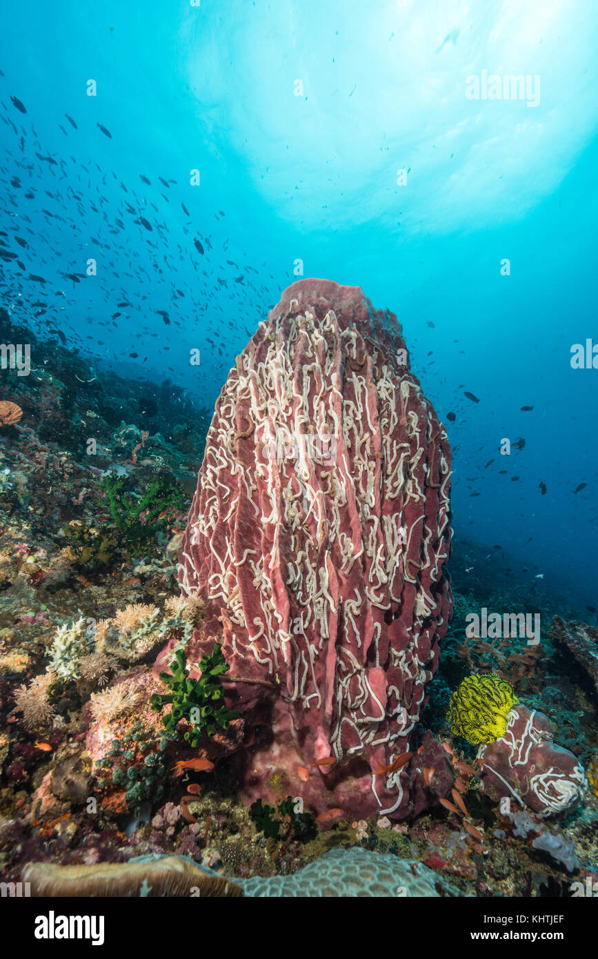 barrel sponge covered with hundreds of white worms Stock Photo - Alamy