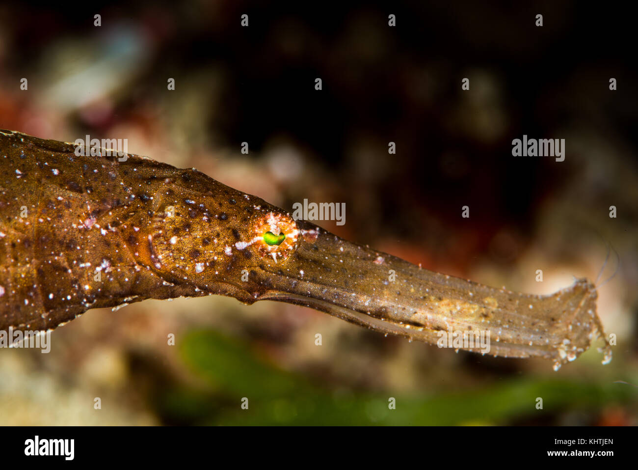 Robust ghost pipefish hi-res stock photography and images - Alamy