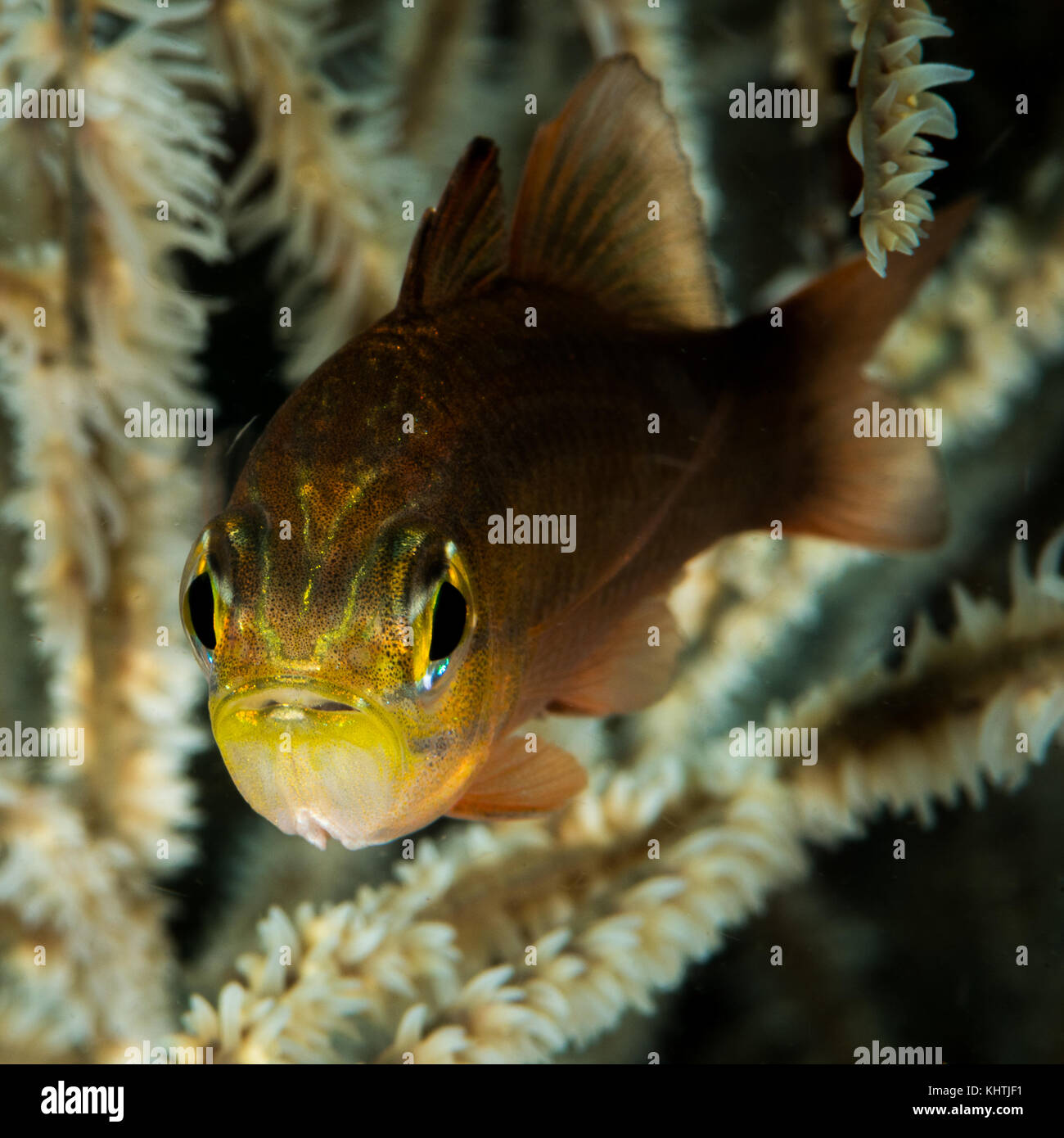 Yellow lined cardinalfish hi-res stock photography and images - Alamy