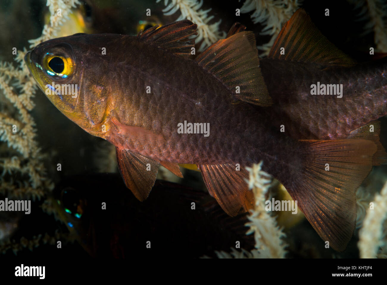 Yellow lined cardinalfish hi-res stock photography and images - Alamy