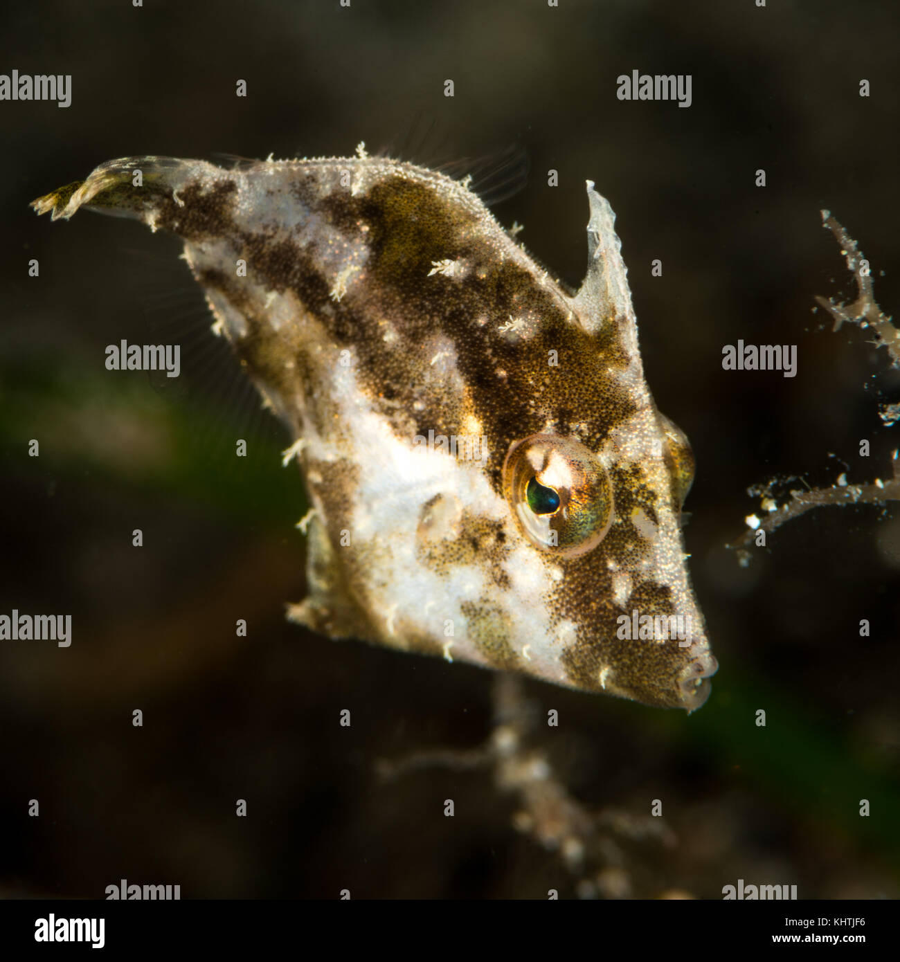 Filefish Island Marine High Resolution Stock Photography and Images - Alamy