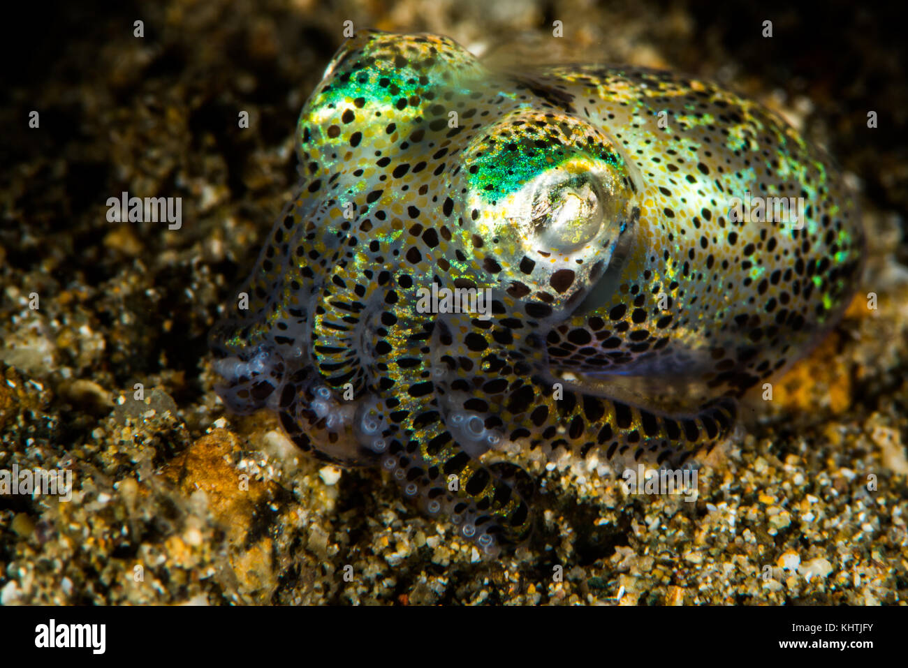 Bobtail squid hi-res stock photography and images - Alamy