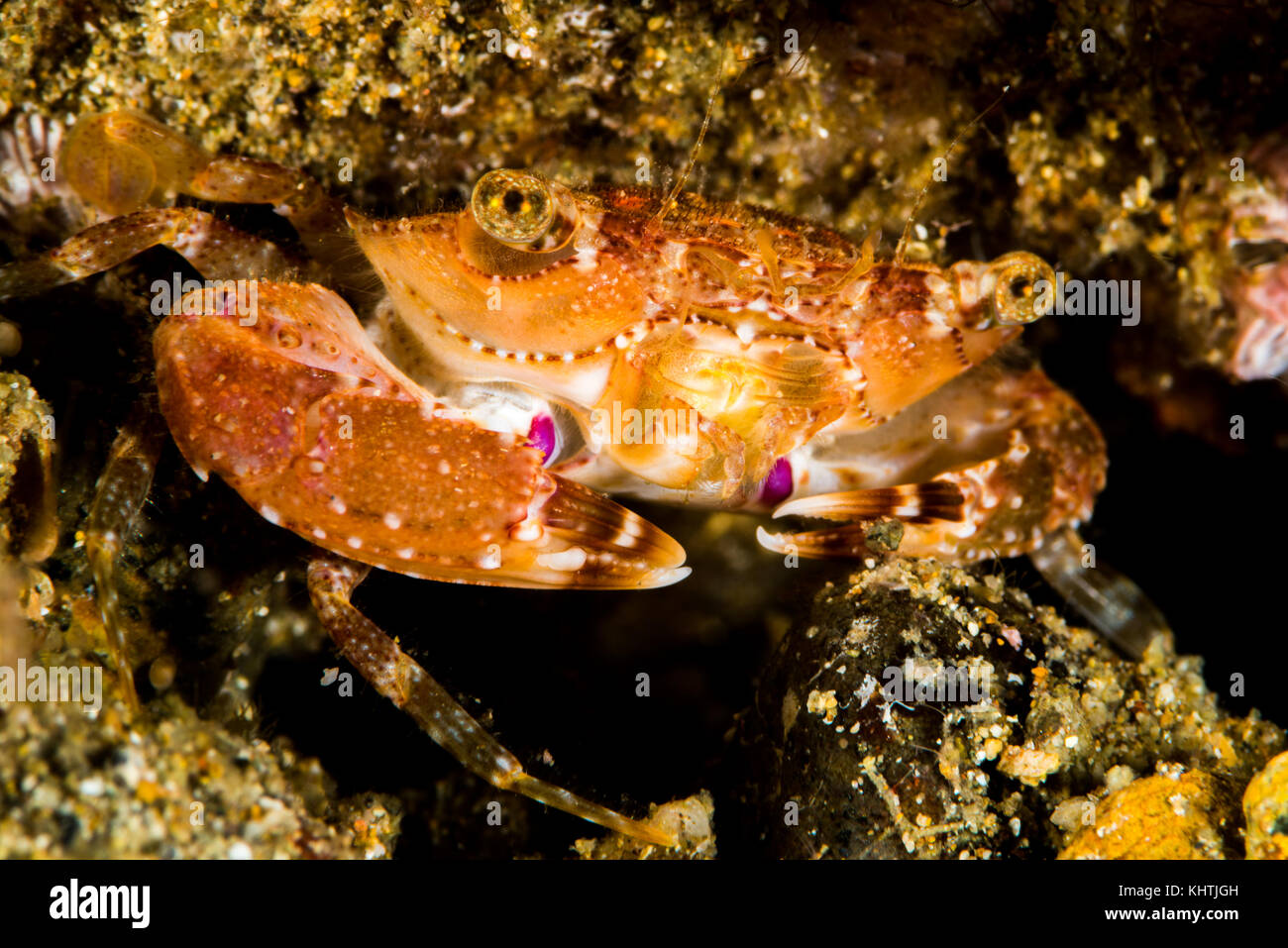 Charybdis crab hi-res stock photography and images - Alamy