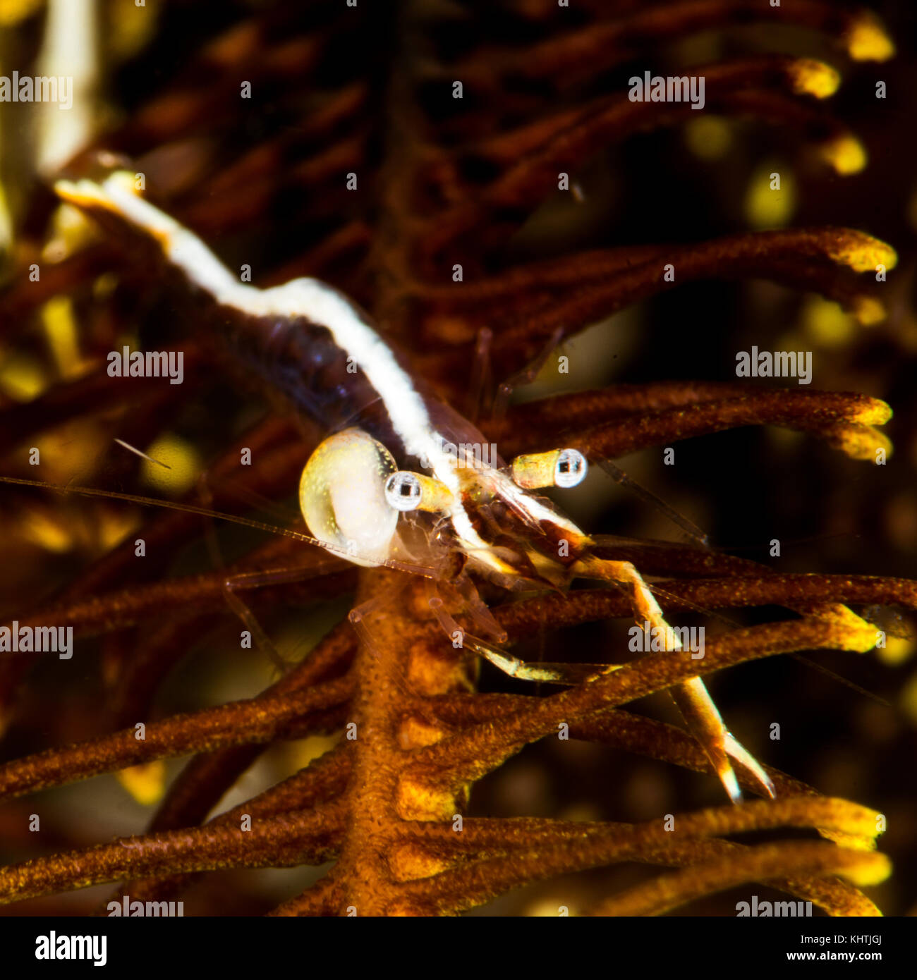 Parasitic twin hi-res stock photography and images - Alamy