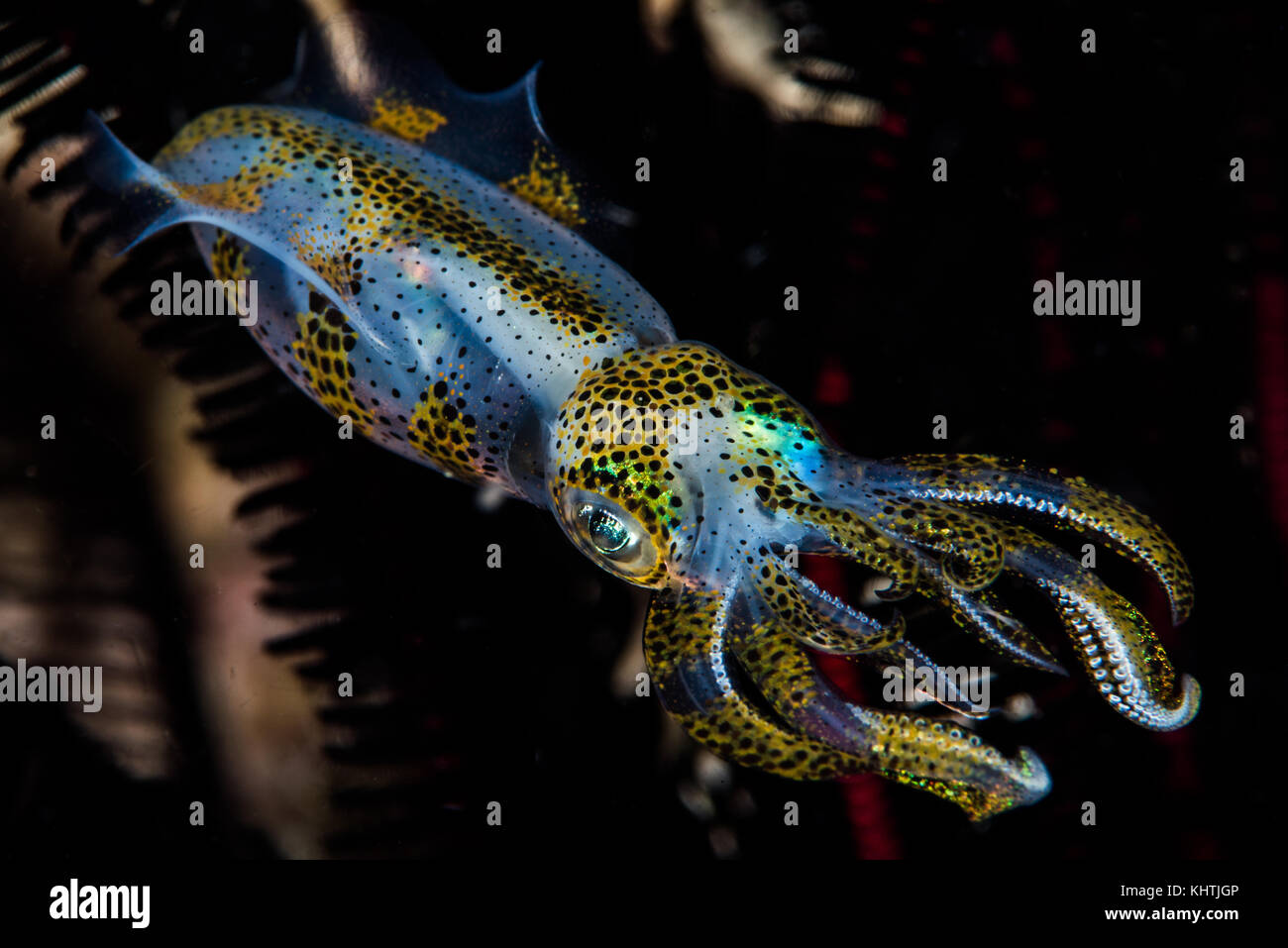 Bigfin squid hi-res stock photography and images - Alamy