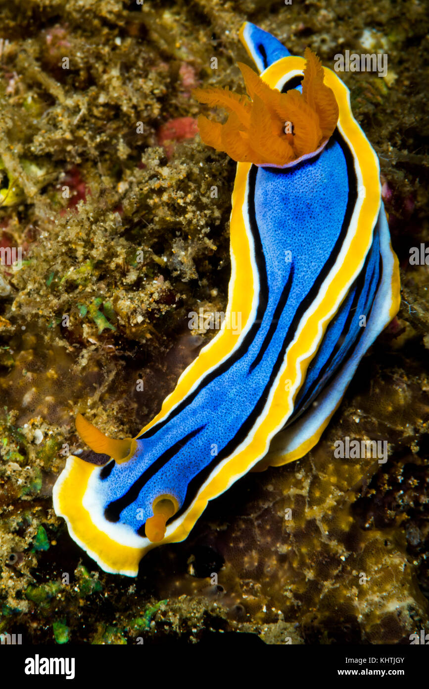 nudibranch chromodoris annae Bergh Stock Photo - Alamy