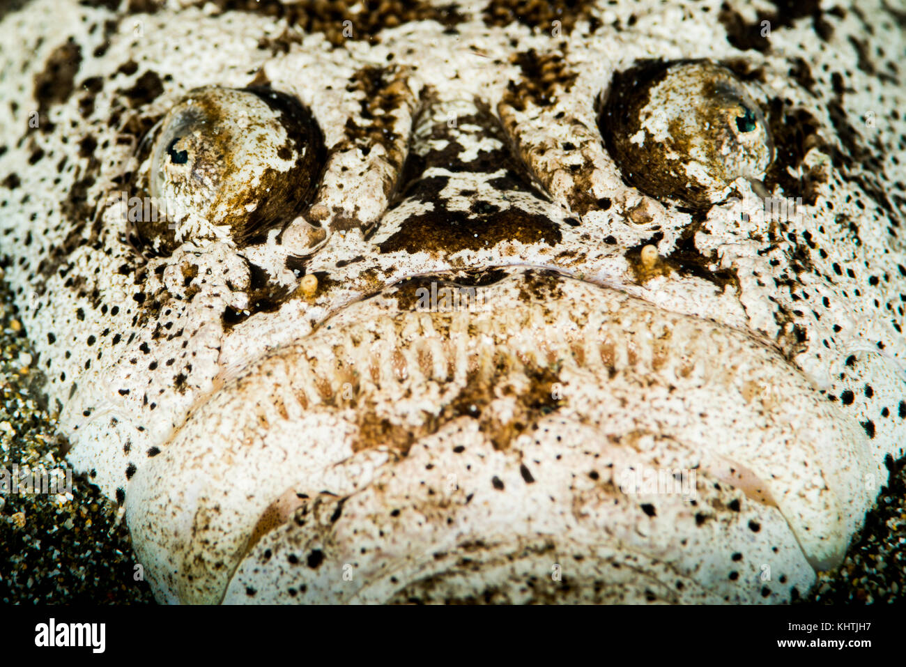 Spotted stargazer hi-res stock photography and images - Alamy