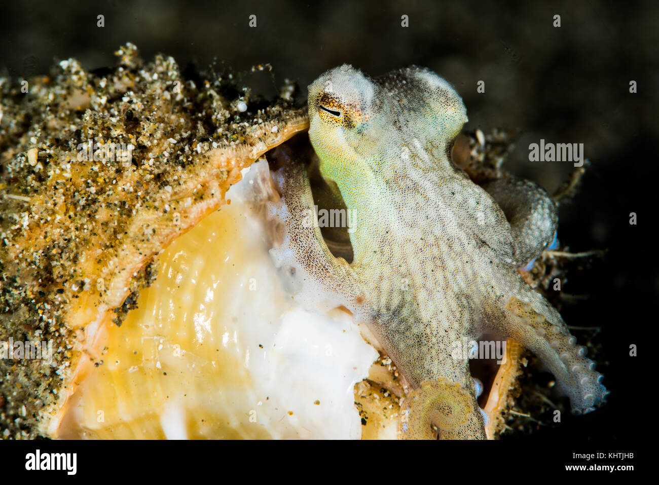 Octopus coconut shell hi-res stock photography and images - Alamy