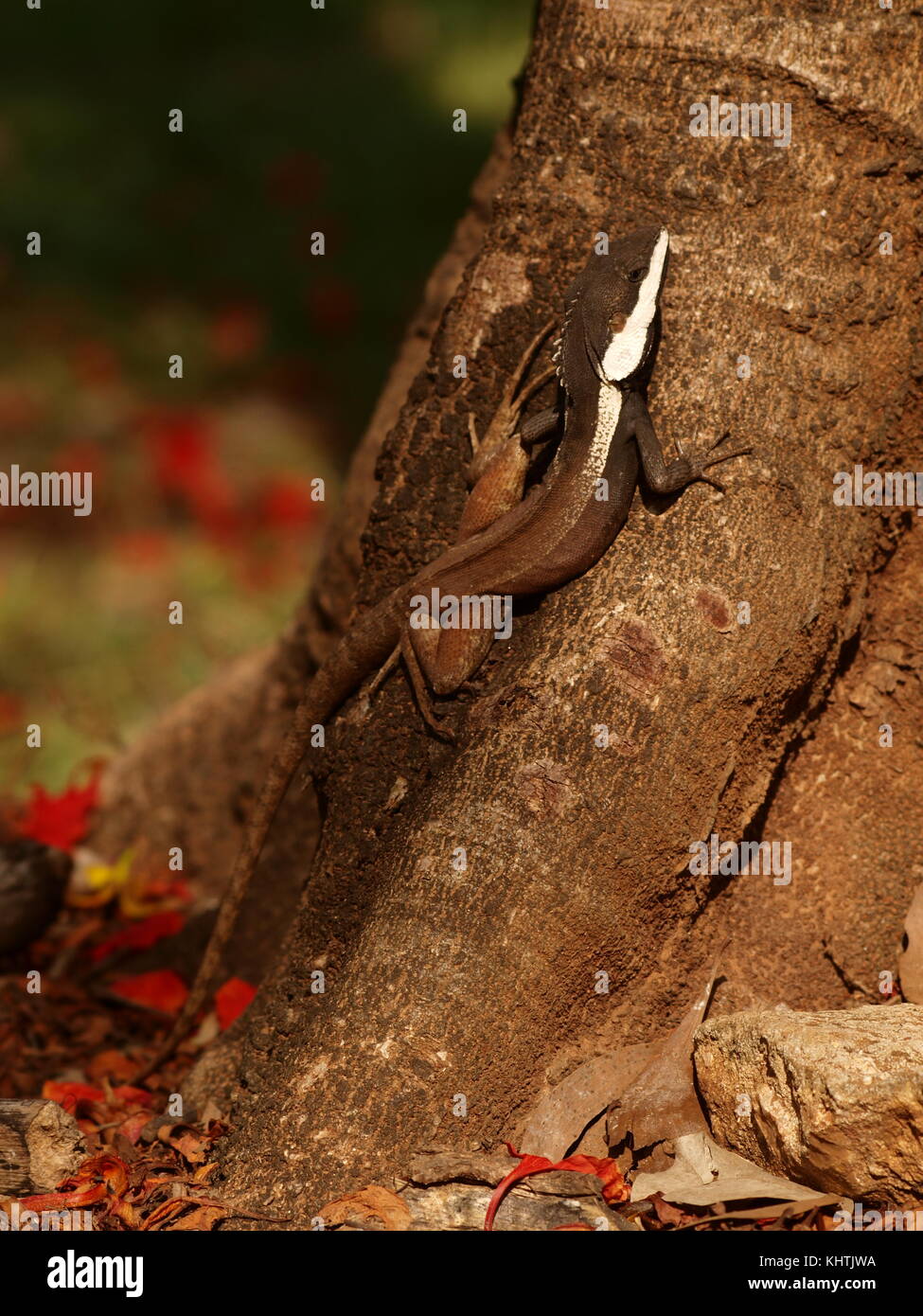 Ta ta lizard hi-res stock photography and images - Alamy