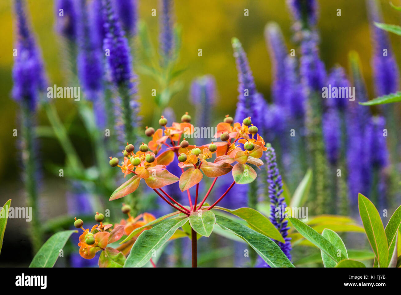 Euphorbia 'Fireglow', Veronica longifolia Longleaf speedwell, mixed ...