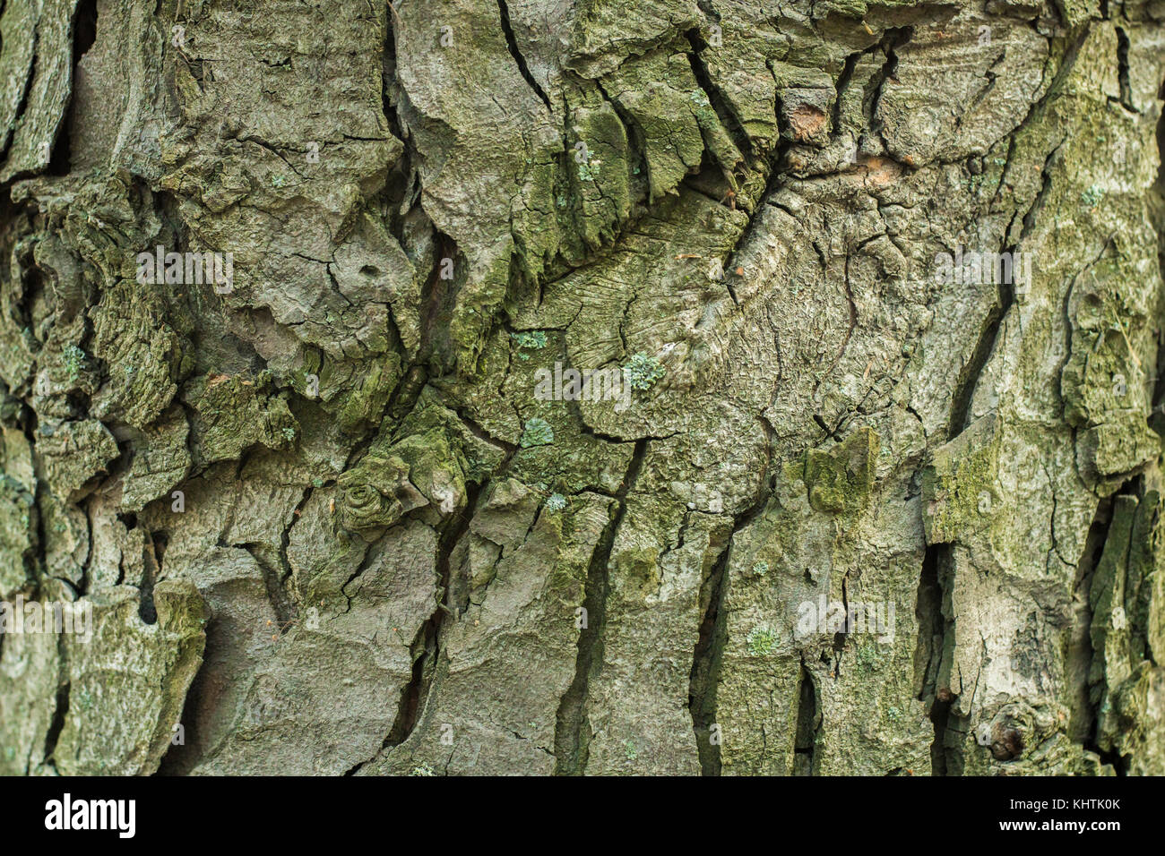 Rough tree texture hi-res stock photography and images - Alamy