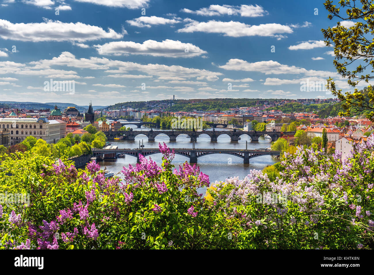 The blooming bush of lilac against Vltava river and Charles bridge ...