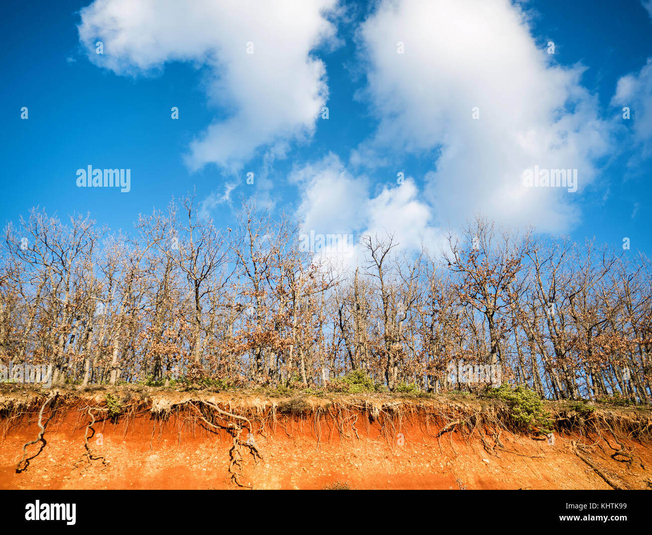 trees at the end of the field with blue sky and clouds Stock Photo - Alamy