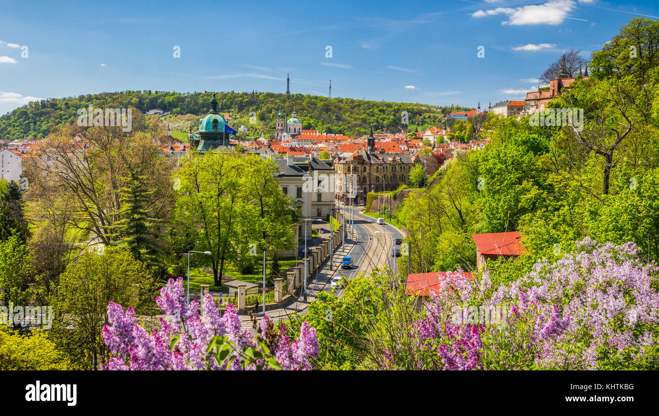 The blooming bush of lilac against historical Old Town of Prague, Czech ...
