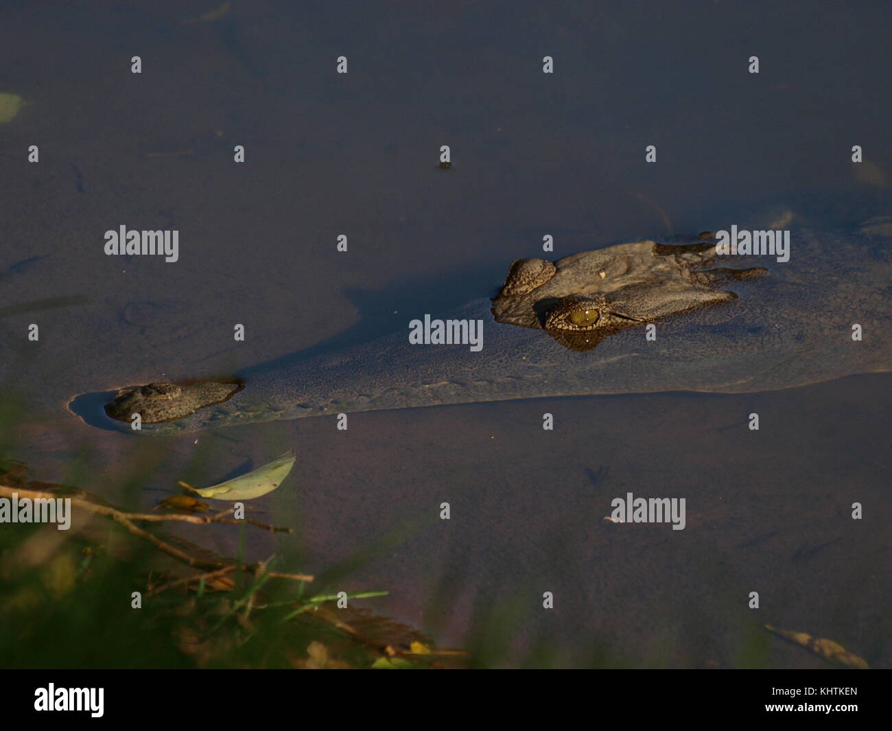 Submerged freshwater crocodile in Windjana Gorge, Northern Territory ...
