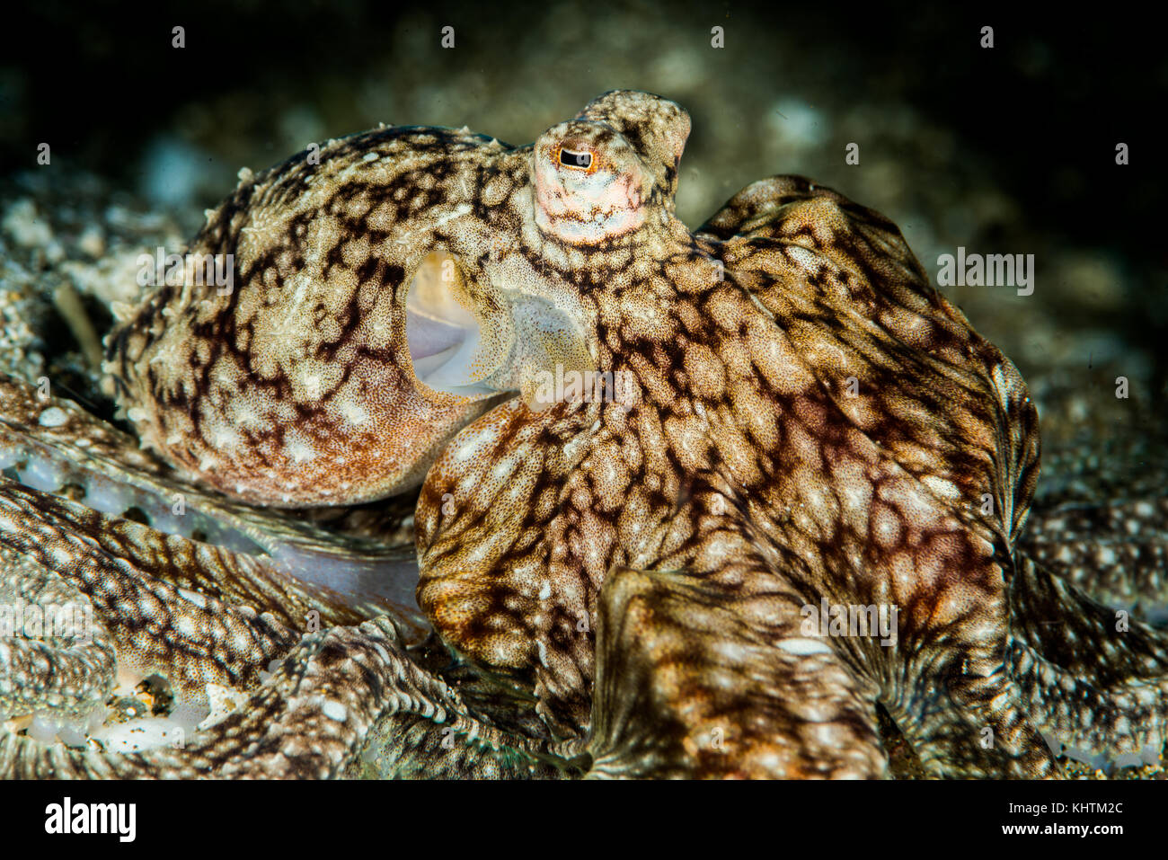 White spot octopus hi-res stock photography and images - Alamy