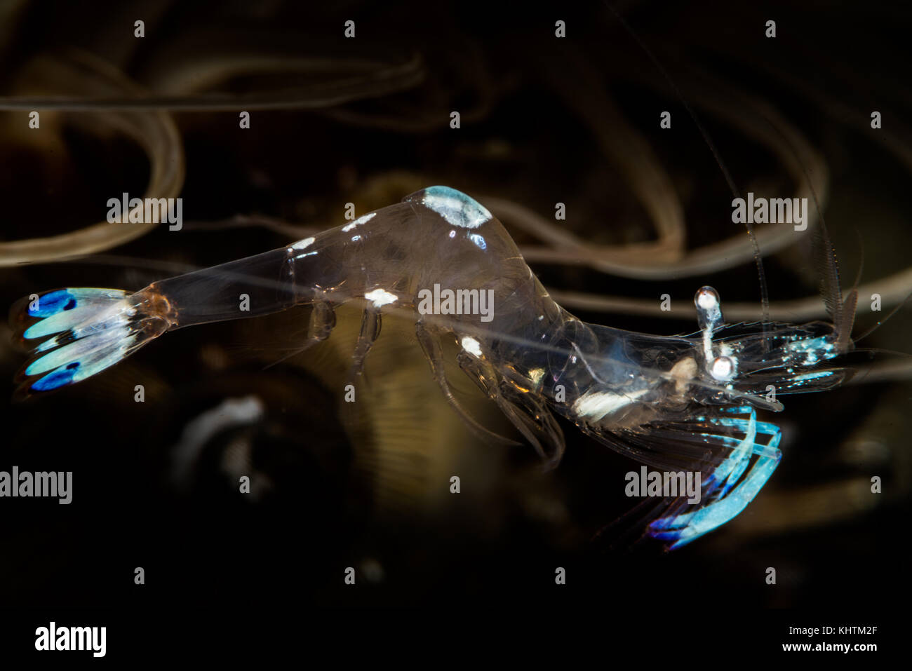 Magnificent Shrimp High Resolution Stock Photography and Images - Alamy