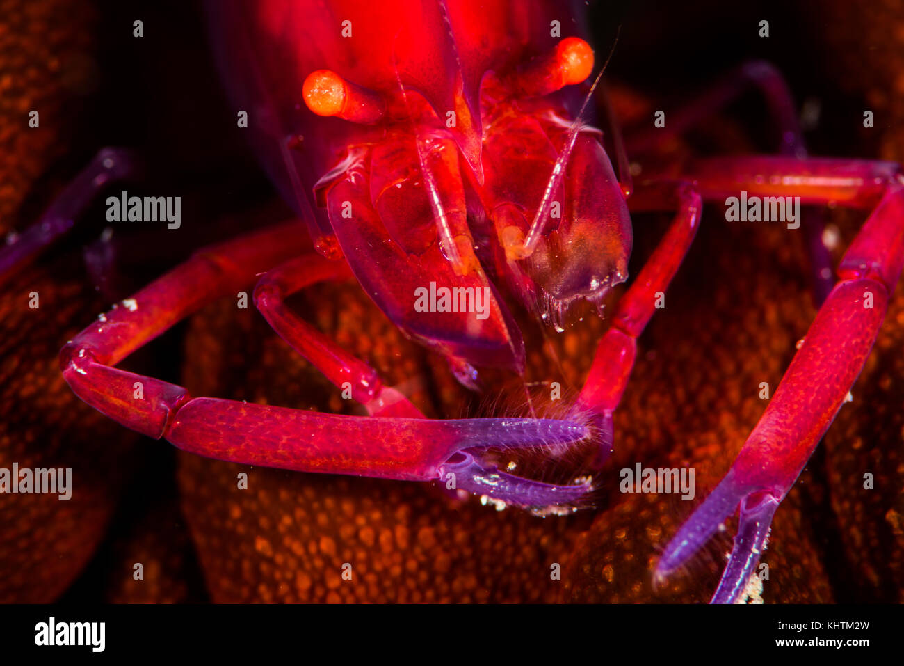Snapping Shrimp High Resolution Stock Photography and Images - Alamy