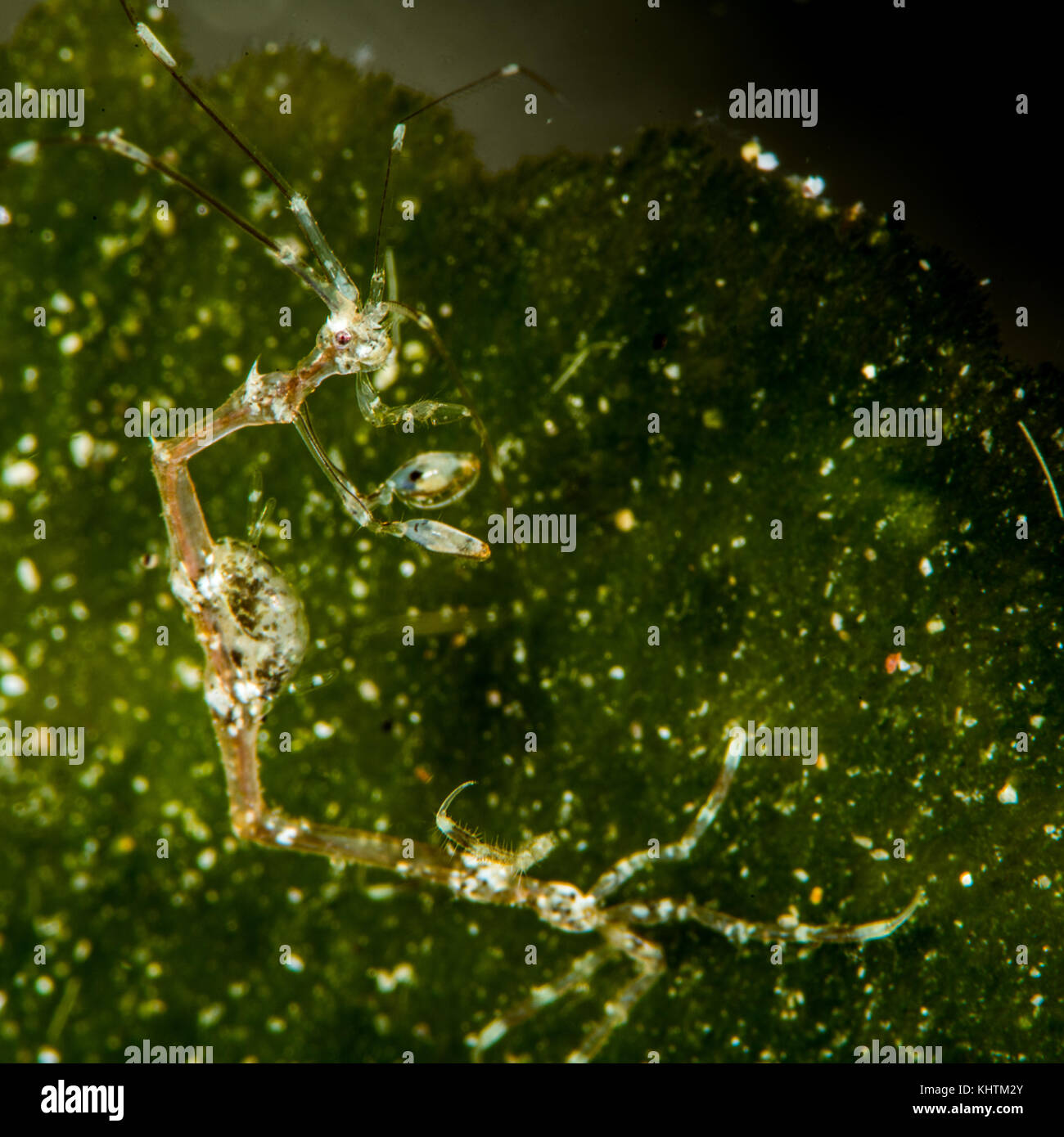 Caprella High Resolution Stock Photography and Images - Alamy