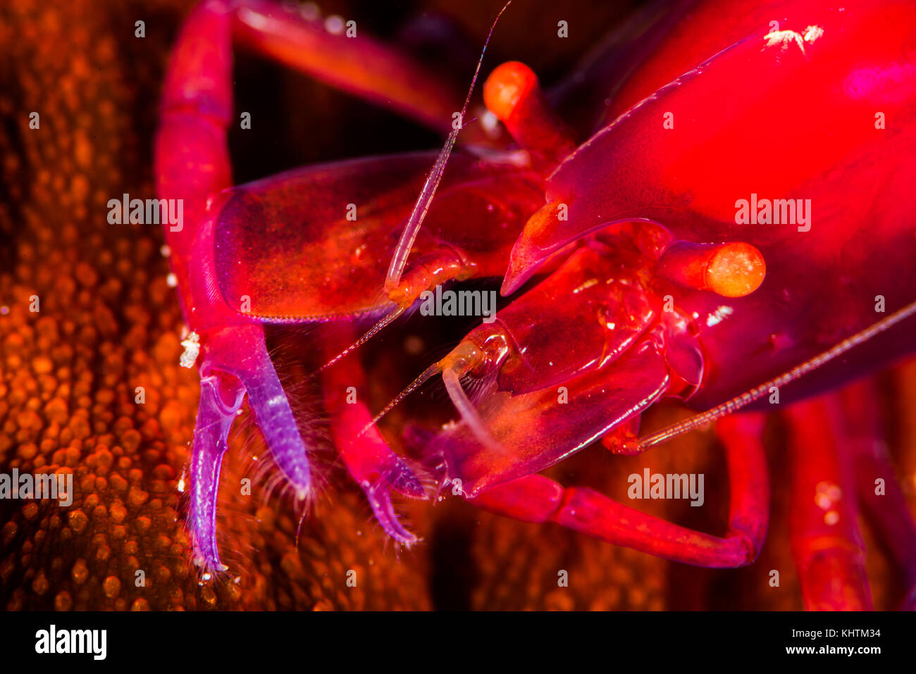 Snapping shrimp alpheidae hi-res stock photography and images - Alamy