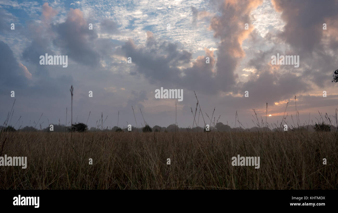 Low Angle of Tall Grass With Sunrise Skies Stock Photo - Alamy