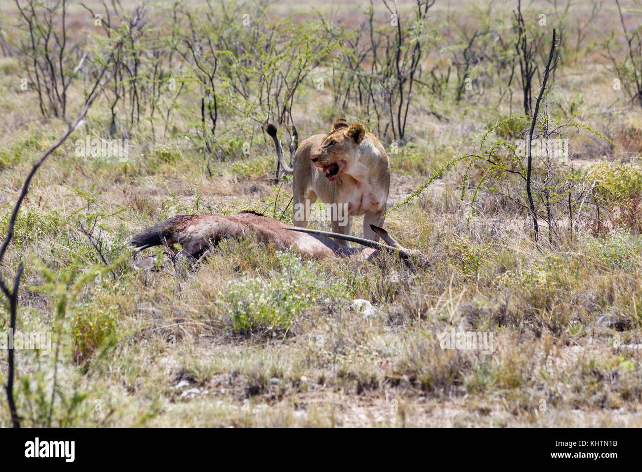 The lion and the antelope hi-res stock photography and images - Alamy