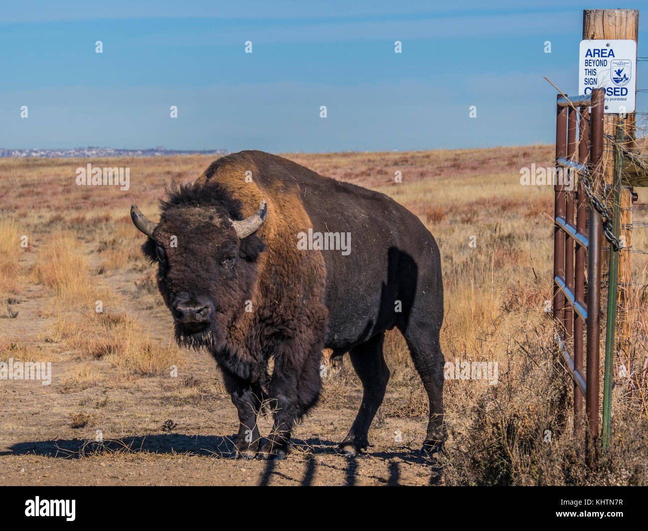 Bison, autumn, Rocky Mountain Arsenal National Wildlife Refuge ...