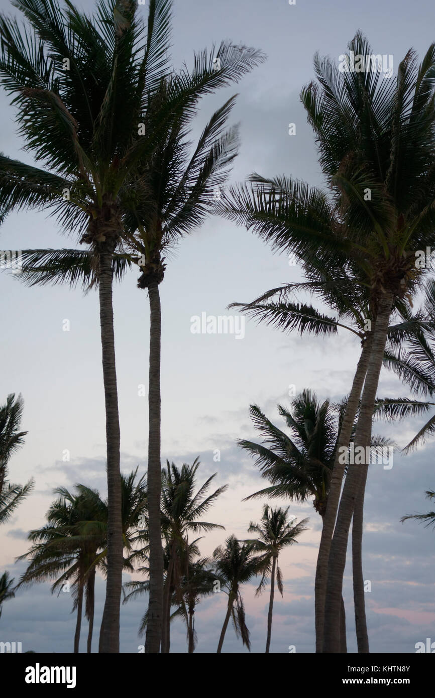 Florida Beach Palm Tree High Resolution Stock Photography and Images ...