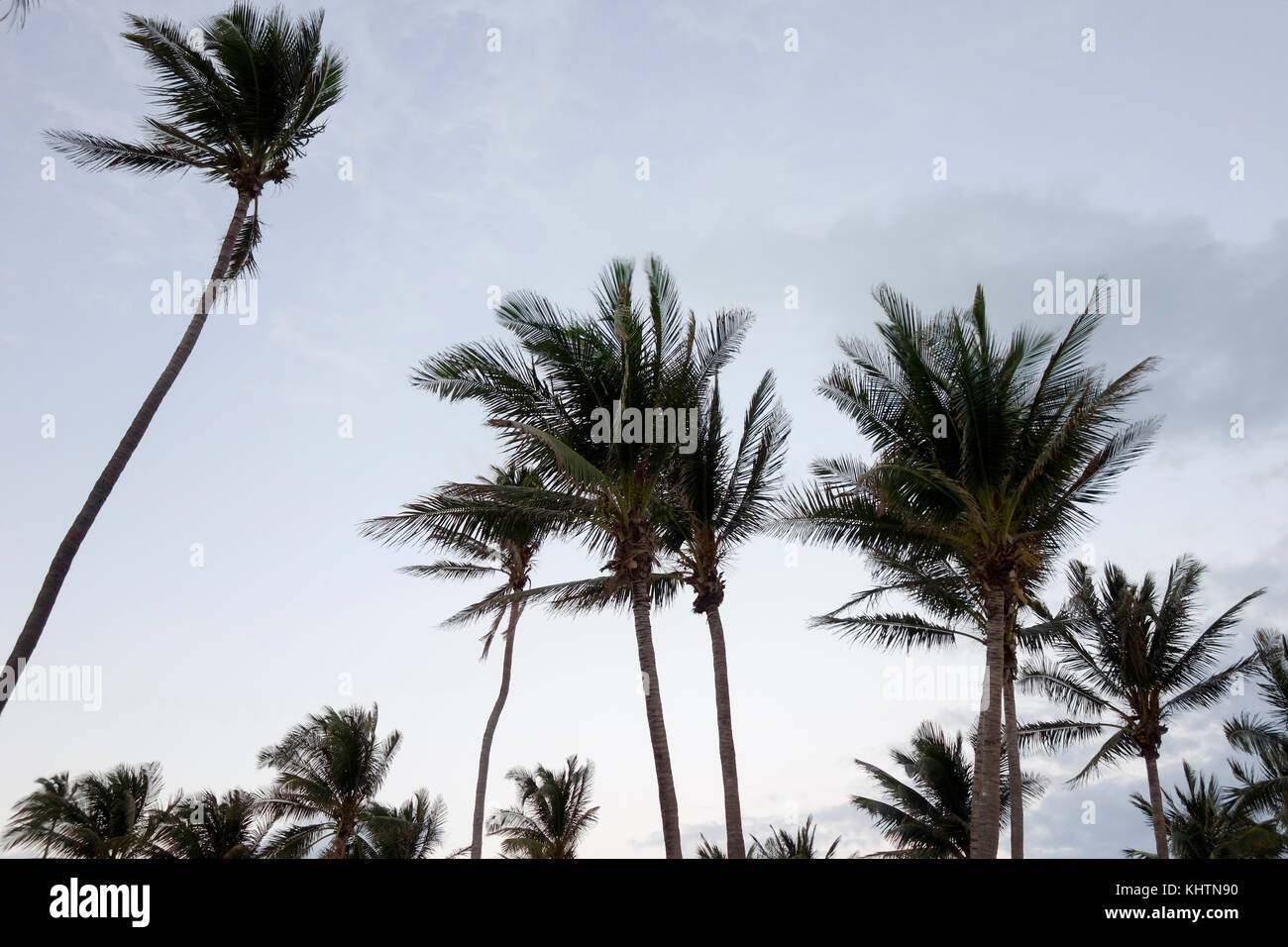 Miami Palm Tree Sunset High Resolution Stock Photography and Images - Alamy
