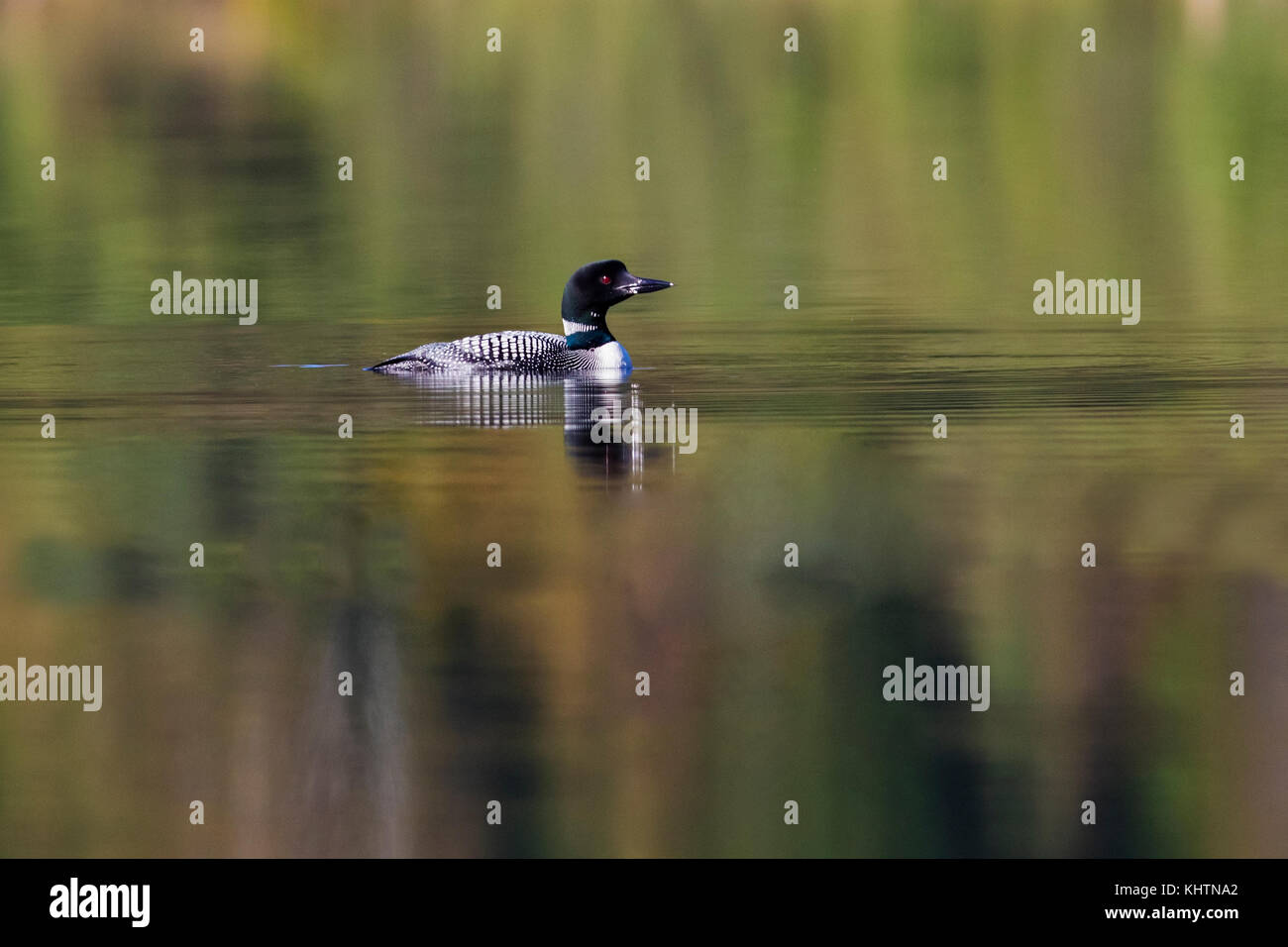 Common loon in autumn Stock Photo - Alamy