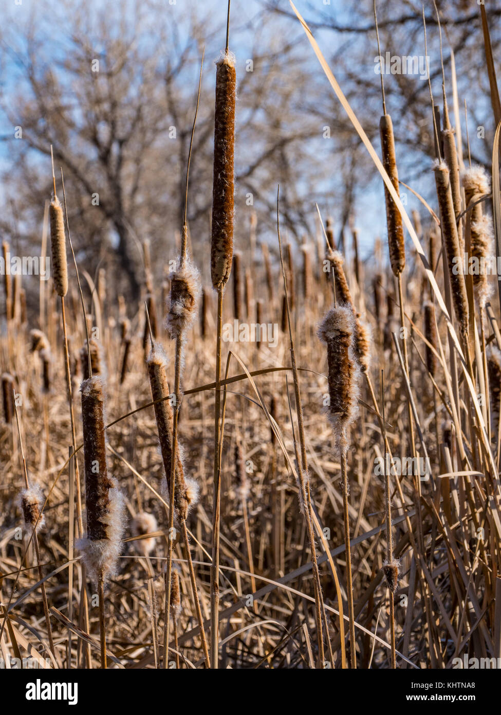 Cattails lake fall hi-res stock photography and images - Alamy