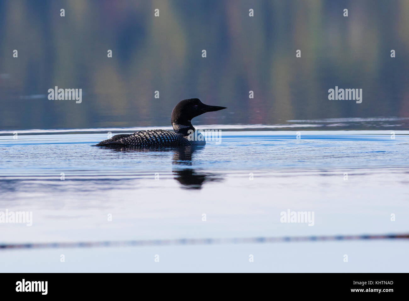 Common loon in autumn Stock Photo - Alamy