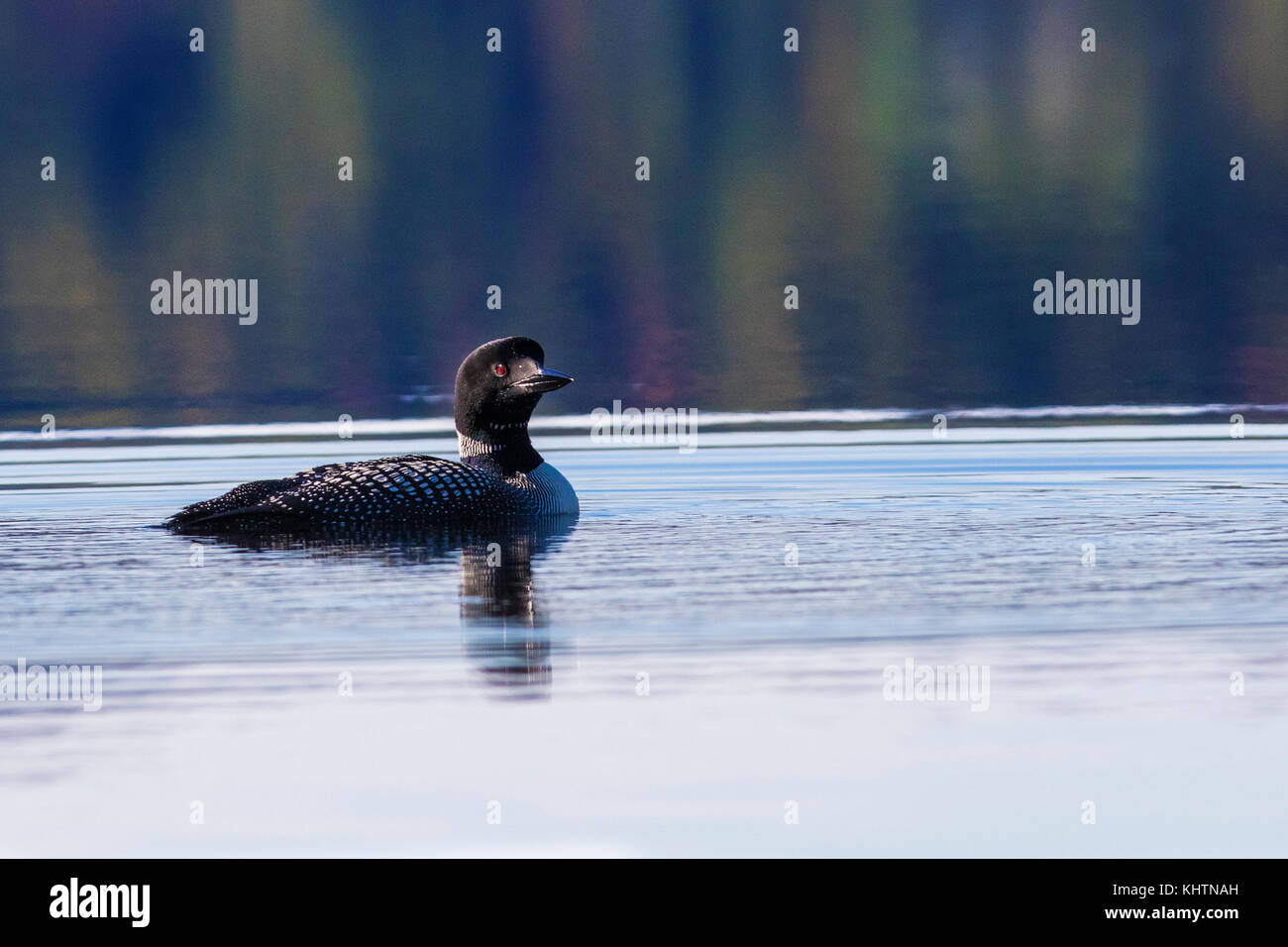 Common loon calling diver hi-res stock photography and images - Alamy