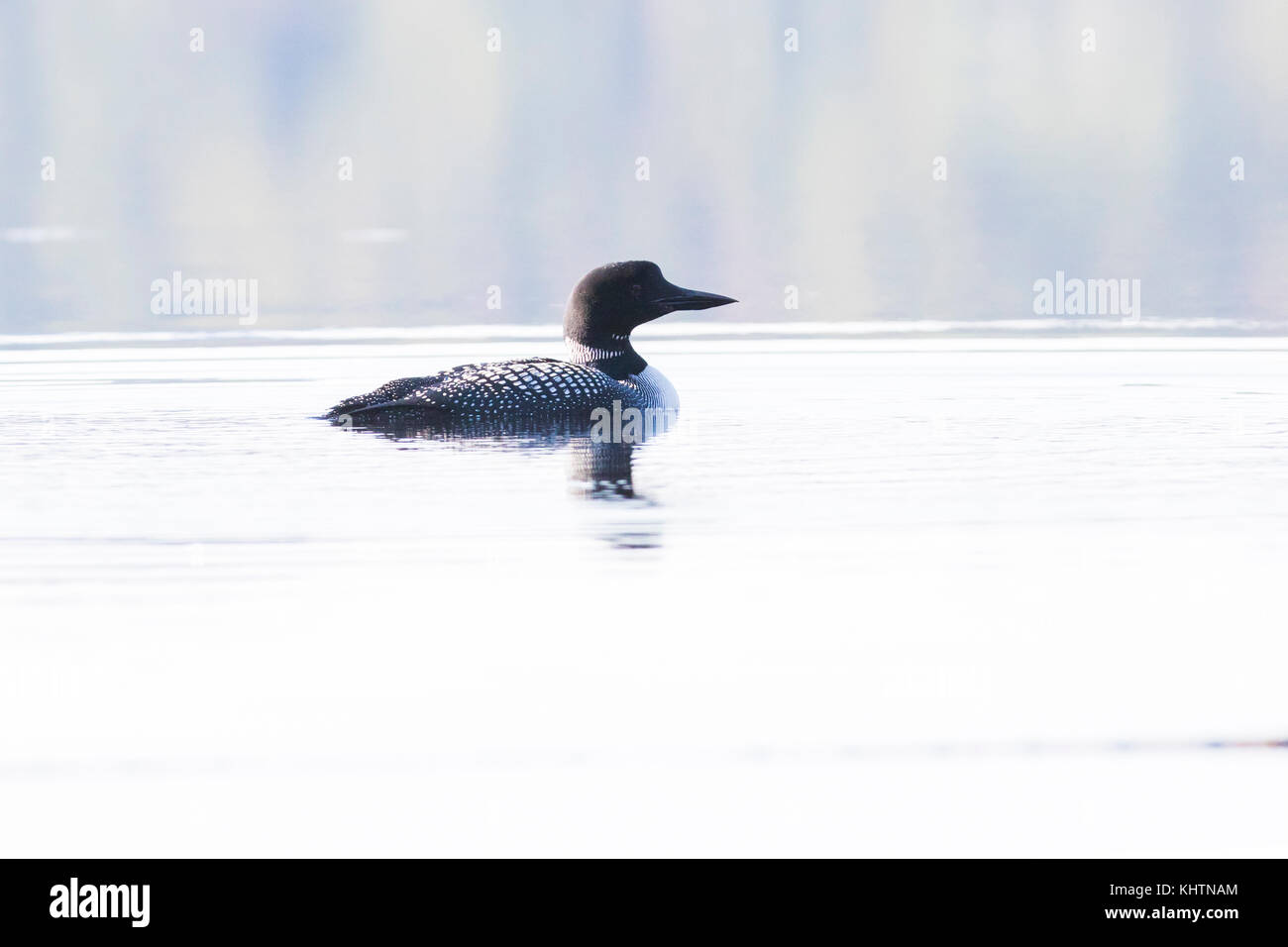 Common loon in autumn Stock Photo - Alamy