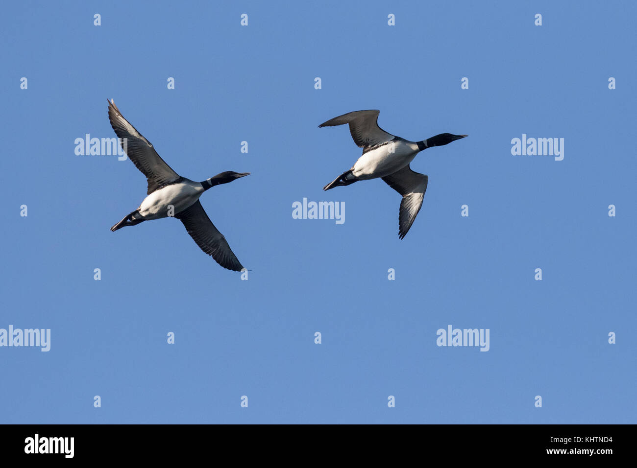 Common loon pair in flight Stock Photo - Alamy