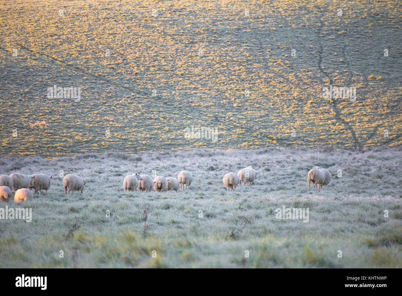 Sheep tracks on fields hi-res stock photography and images - Alamy